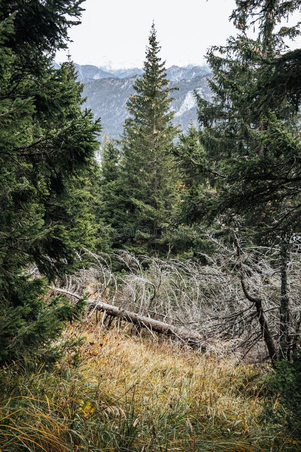 A View between Two Pine Trees of a Dry Fallen Tree in a Coniferous ...
