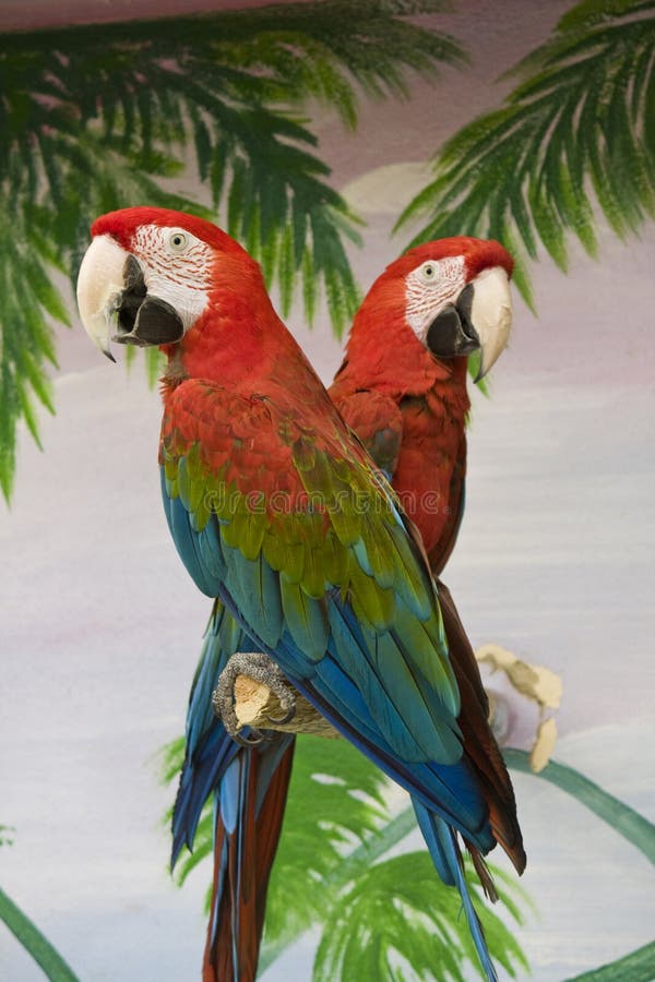 Two macaws stock image. Image of amazon, portrait, parrot - 105939919