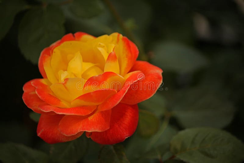 View of Two-toned Yellow and Red Rose Stock Image - Image of dainty ...