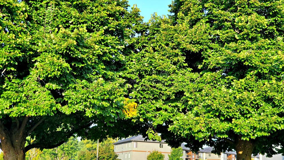 Trees holding hands stock image. Image of agriculture - 368214235