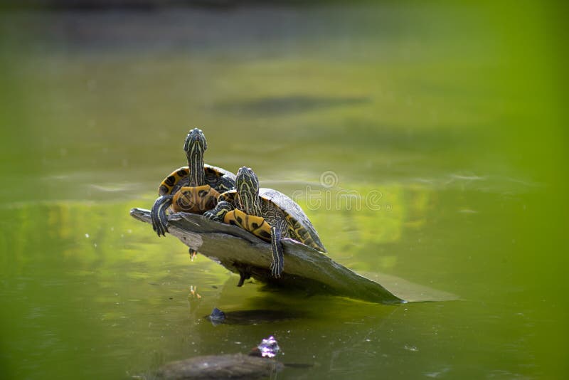 Turtle Ramp Stock Photos - Free & Royalty-Free Stock Photos from Dreamstime