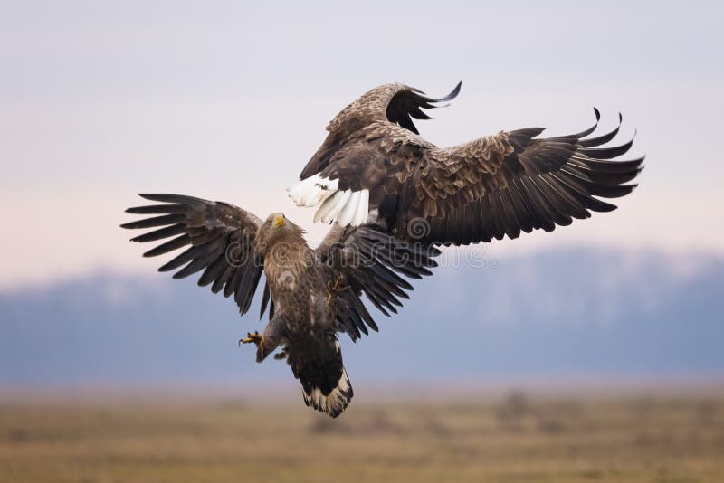 View of Two White Tailed Eagles are Fighting in Mid Air on a Blurred ...