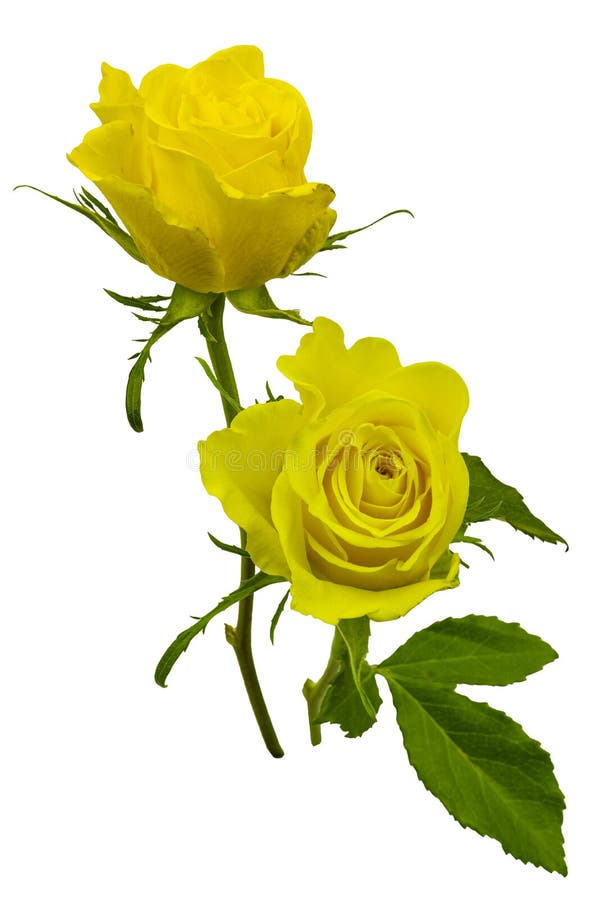 Beautiful Colourful Yellow Roses in Full Bloom Stock Image - Image of ...