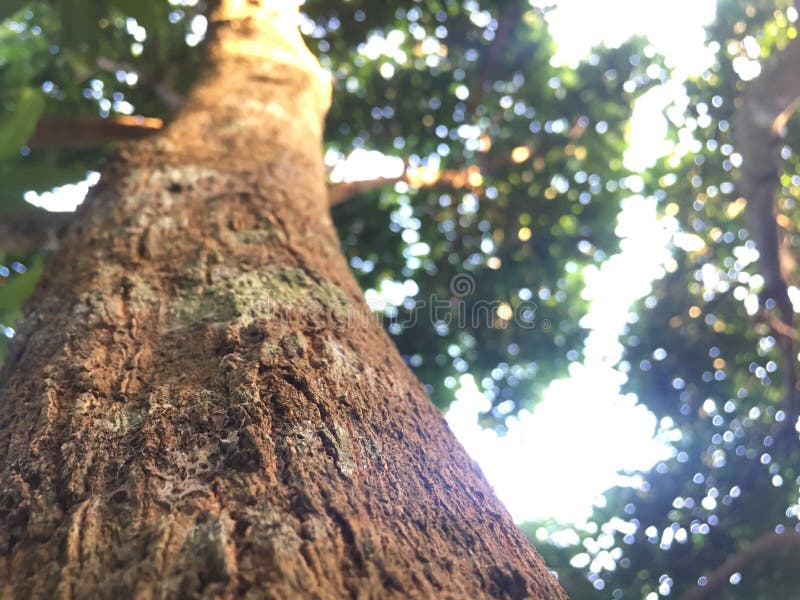 Under the big tree stock photo. Image of leaf, bark - 250536932