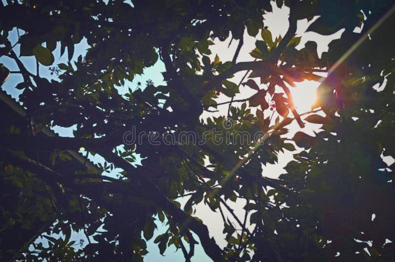 View Under a Big Tree at Dusk Stock Photo - Image of view, tree: 327257842
