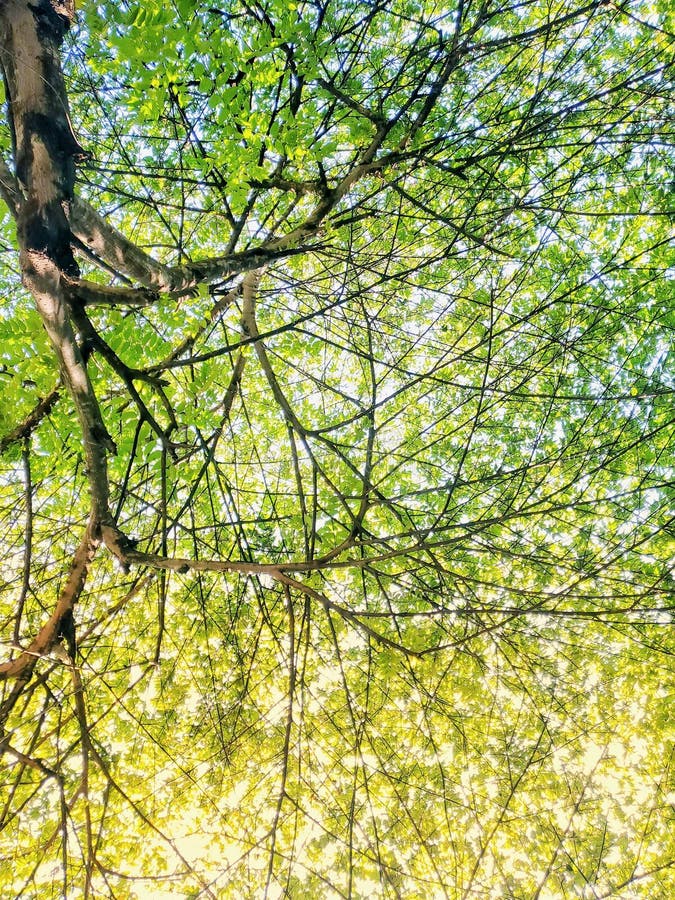 View from Under the Big Tree and Lush Green Leaves Stock Photo - Image ...
