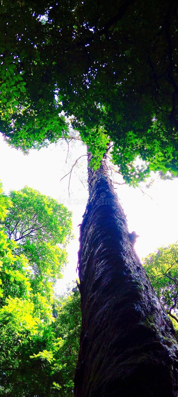 View from Under a Large, Lush Tree Illuminated by the Sun. Stock Image ...