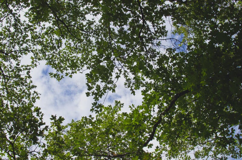 A View Under the Park Tree Leaves Stock Photo - Image of hiking, bark ...