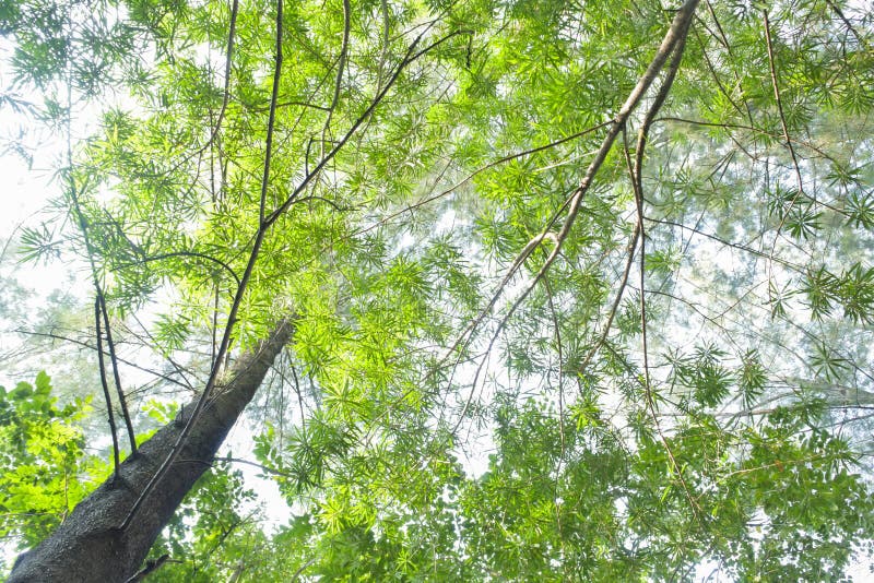 The View Under the Pine Tree Garden Stock Image - Image of garden, tree ...
