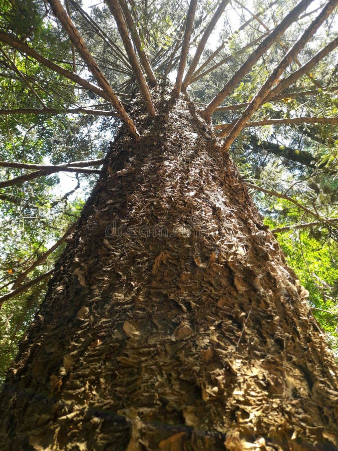 A View from Under a Pine Tree with Many Branches Stock Image - Image of ...