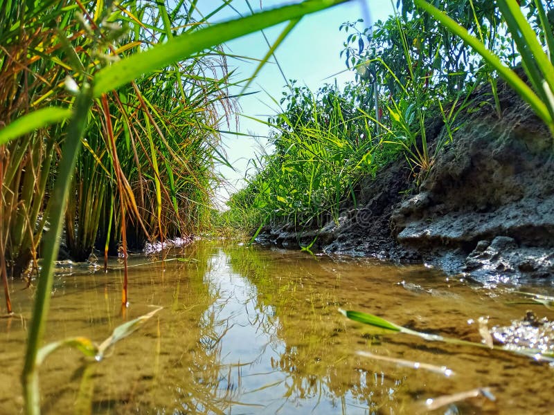 A View from Under the Sewers Stock Photo - Image of beautiful, majestic ...