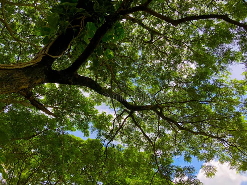 Under the shade of a tree stock image. Image of nature - 122512415