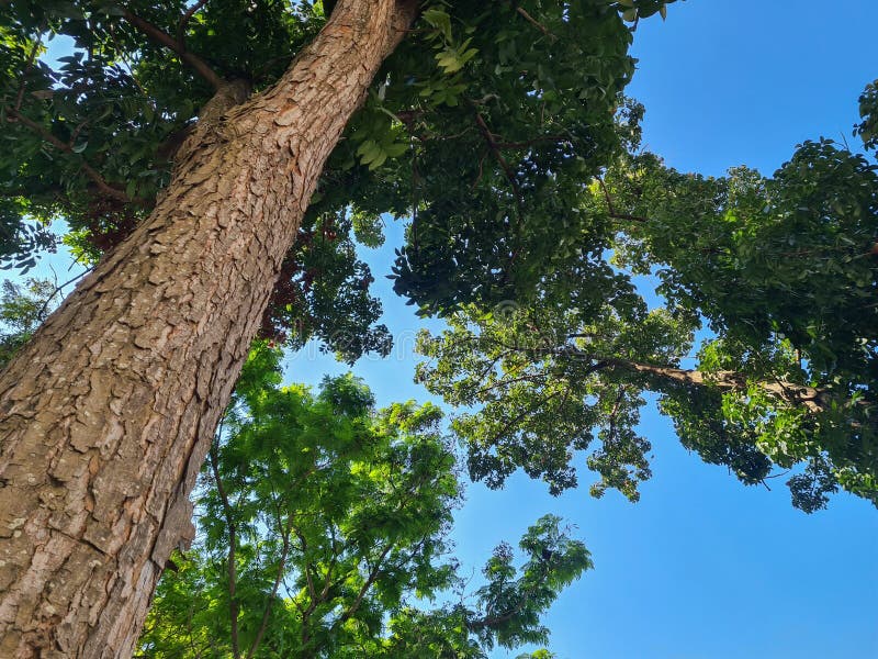 View Under the Shade of Tropical Trees and Sky Stock Image - Image of ...