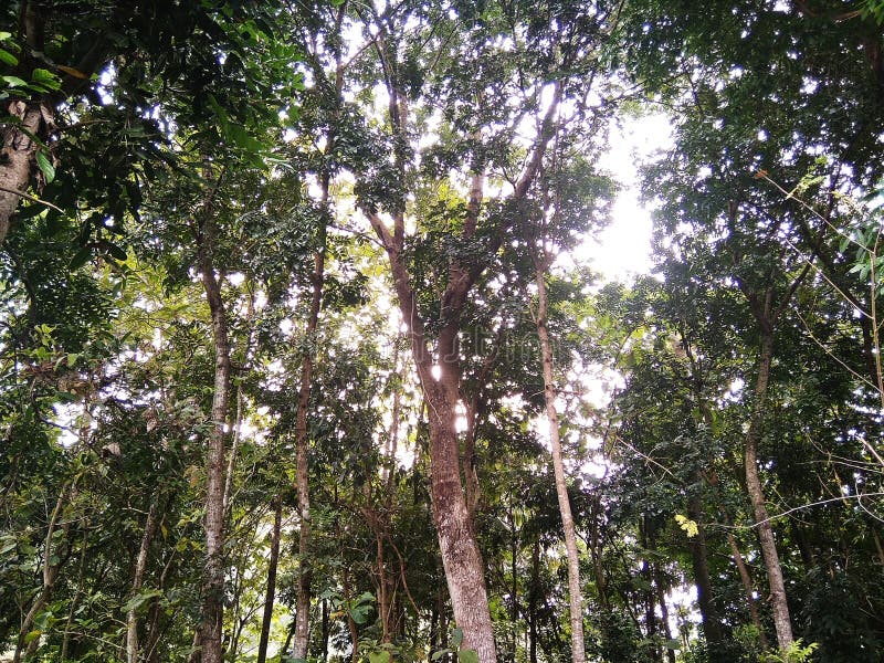 A view under a shady tree stock image. Image of forest - 151521887