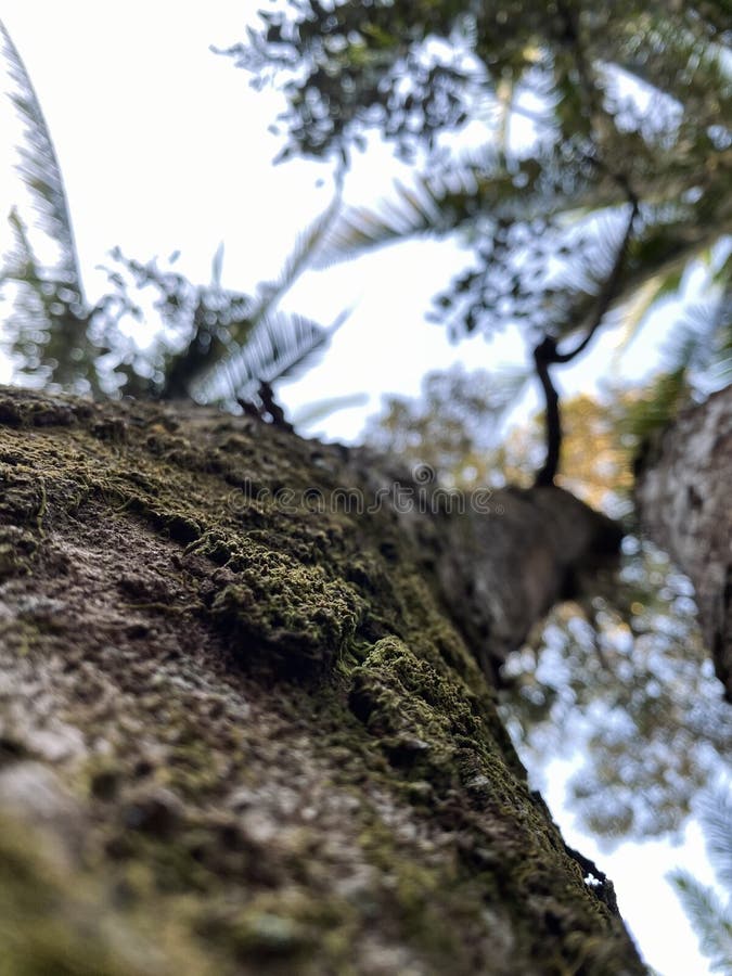 The View from Under the Tree Stock Photo - Image of nature, plant ...