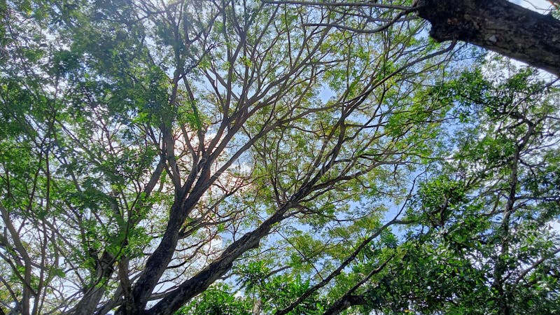 The View Under the Tree is so Big with Sturdy Branches and Dense Leaves ...