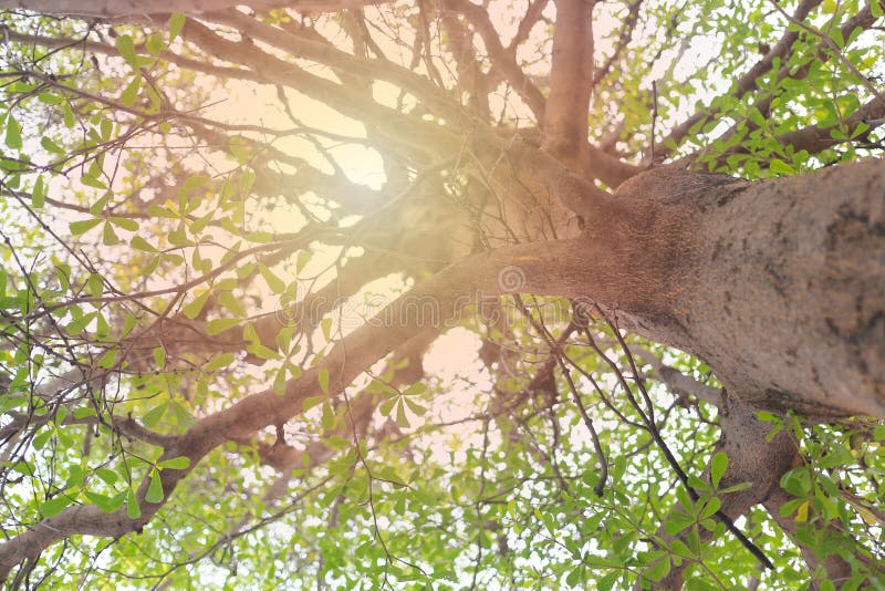 View Under the Tree with the Branches of the Tree and the Light Stock ...