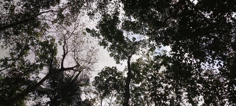 A View Under the Tree on February Stock Image - Image of leaf, woodland ...