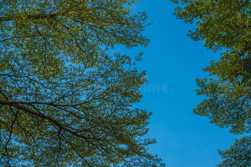 The View Under the Tree with Green Leaves and Blue Sky Stock Image ...