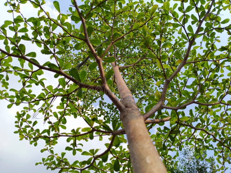 View from Under the Tree. Nature Background Stock Photo - Image of ...