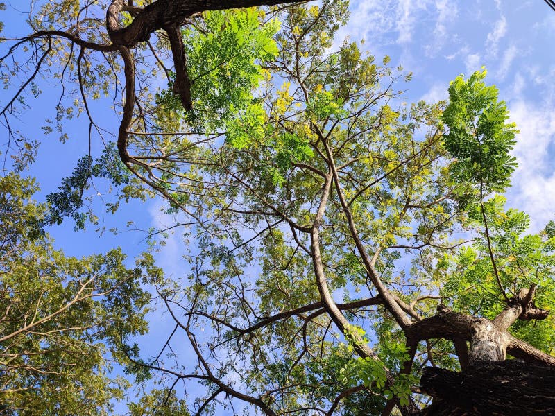 A View Under the Tree in the Shiny Day Stock Image - Image of forest ...
