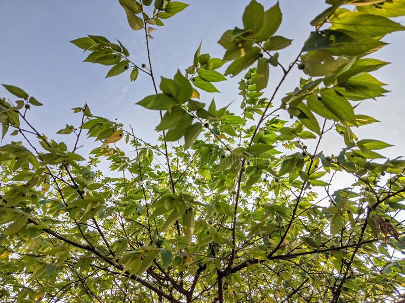 View from Under the Tree, Showing Fresh Green Leaves Illuminated by ...