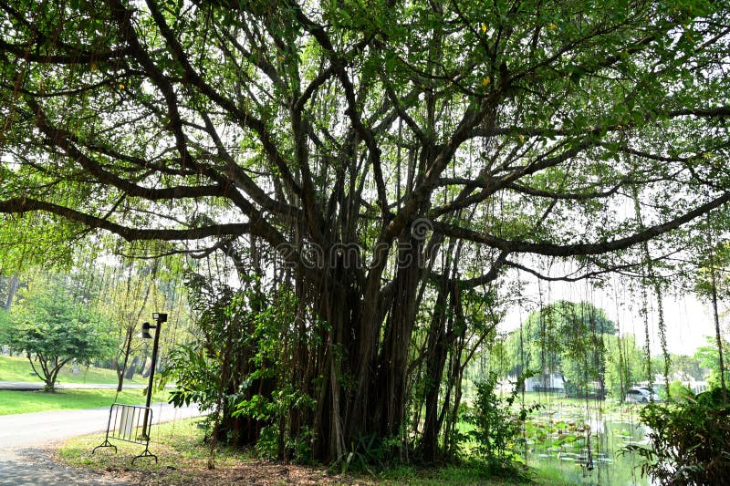 View Under of the Tree Small Leaves and Branches Spread Under a Shady ...