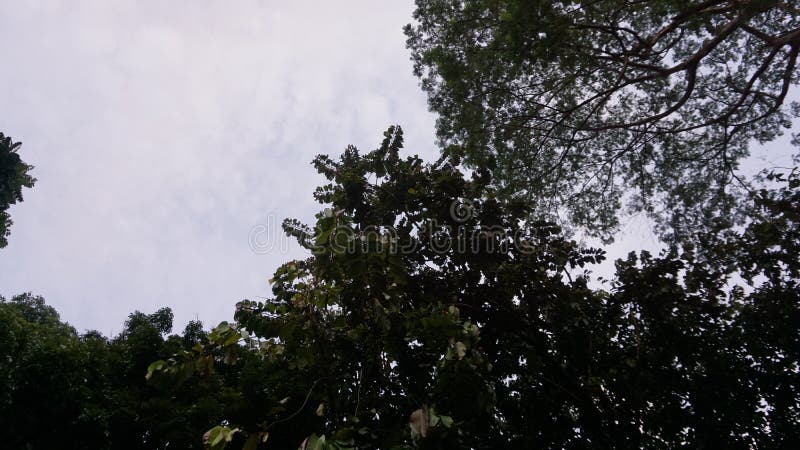 The View from Under the Tree To the Wide Sky Stock Image - Image of ...
