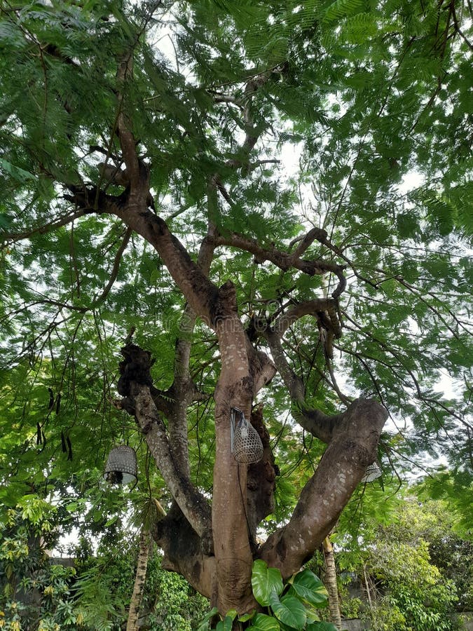 The View Under the Tree is Very Shady Stock Image - Image of leaf ...