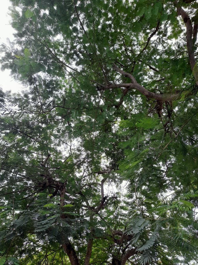 The View Under the Tree is Very Shady Stock Photo - Image of view, tree ...