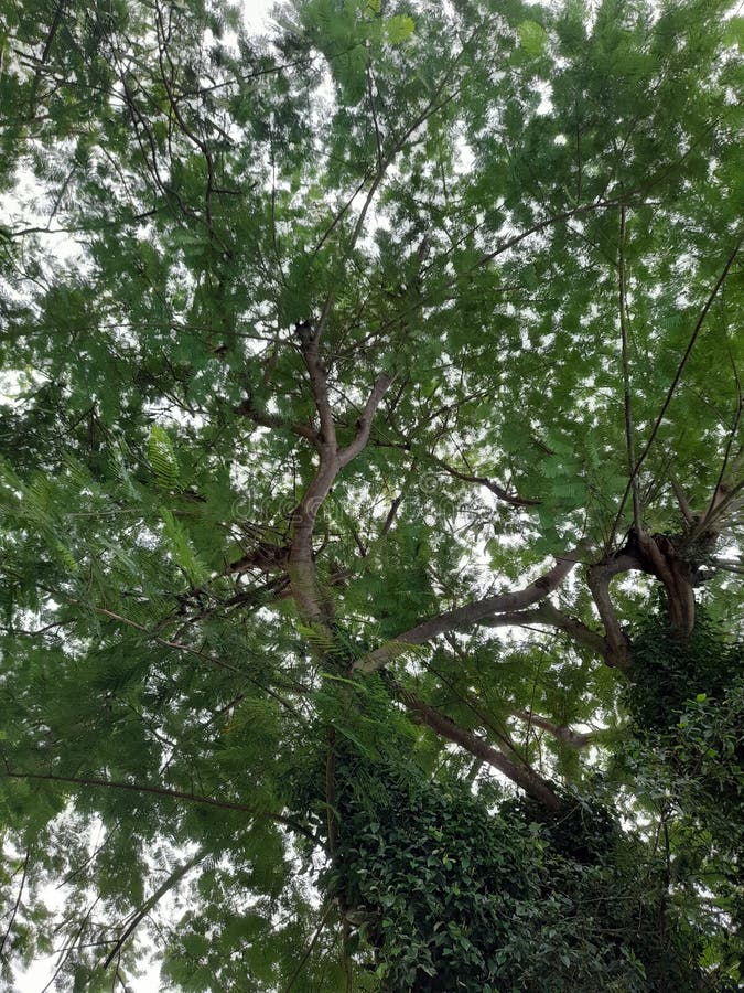 The View Under the Tree is Very Shady Stock Image - Image of view, tree ...