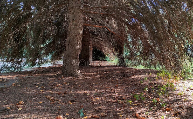 View Under the Trees, Conifers, Tree Branches Near the Ground Stock ...