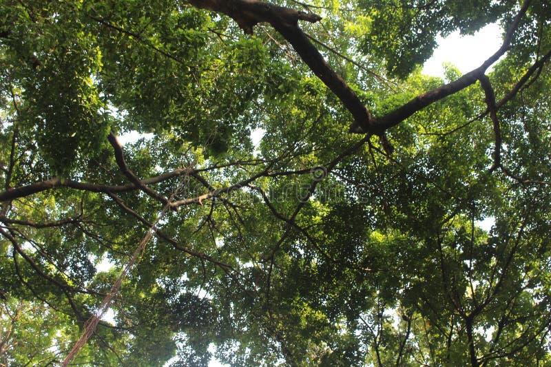 View from the Sea To the Greeny Cliffs with Exotic Trees, Moss and Blue ...