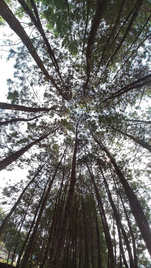 View from Under the Trees in One Perspective Stock Photo - Image of ...
