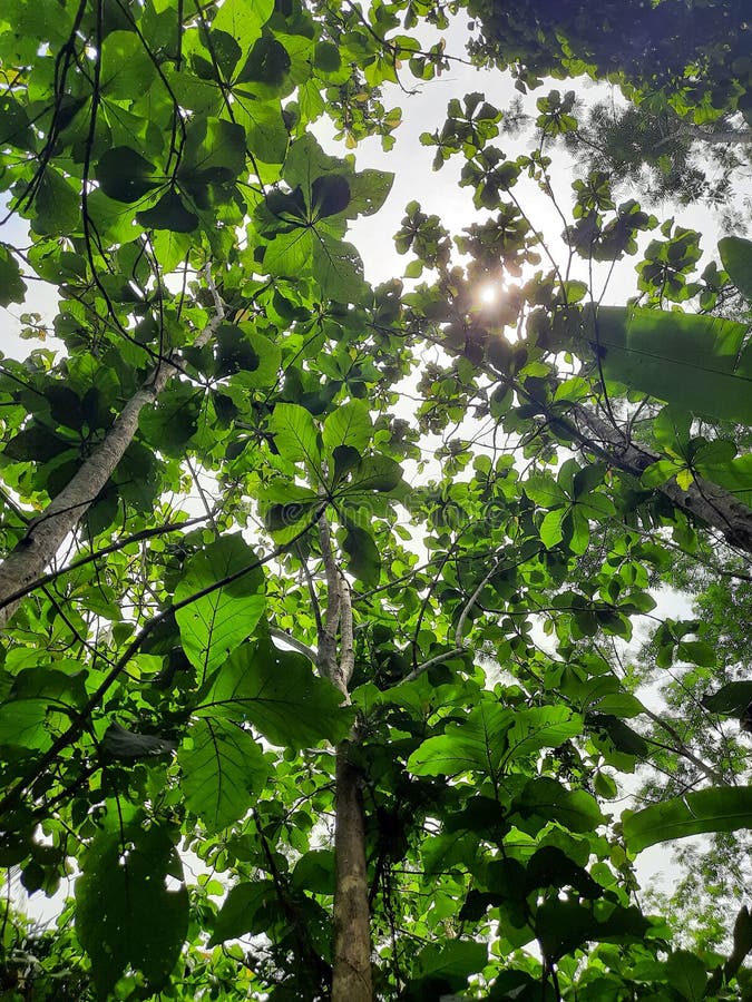 View from Under the Teak Trees with Sunlight Passthrough Stock Photo ...