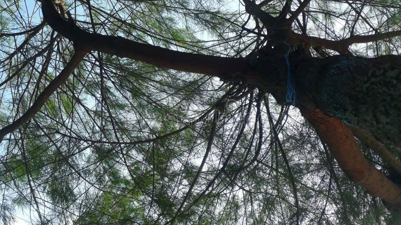 View under the vinus tree stock image. Image of autumn - 350122483