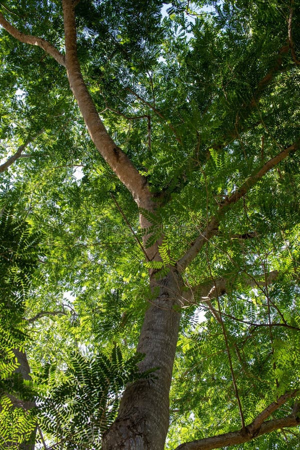 View from Underneath a Large Green Tree Stock Image - Image of looking ...