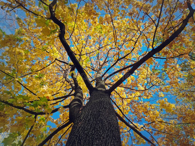 View Underneath a Maple Tree Crown with Beautiful Yellow Leaves. Fall ...