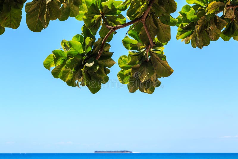 View from Underneath a Tree on a Tropical Island Stock Image - Image of ...