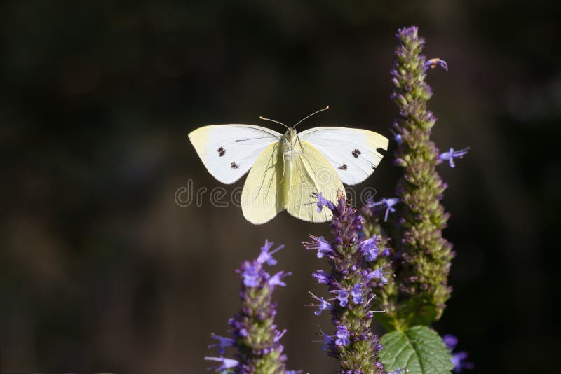 View of the Underside of a Flying Cabbage White Butterfly Stock Photo ...
