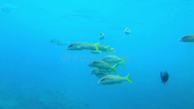 View of the Underwater Observatory Tower in Okinawa, Japan Stock ...