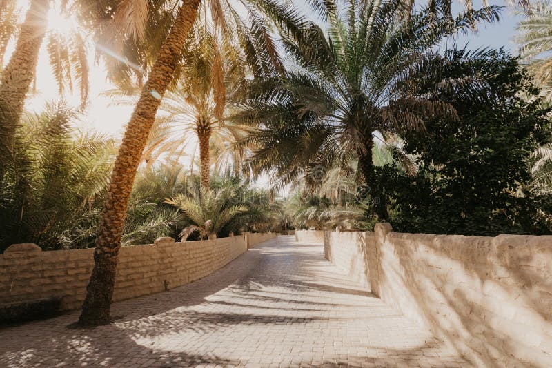 View of the Unesco Enlisted Oasis in Al Ain, UAE Stock Photo - Image of ...