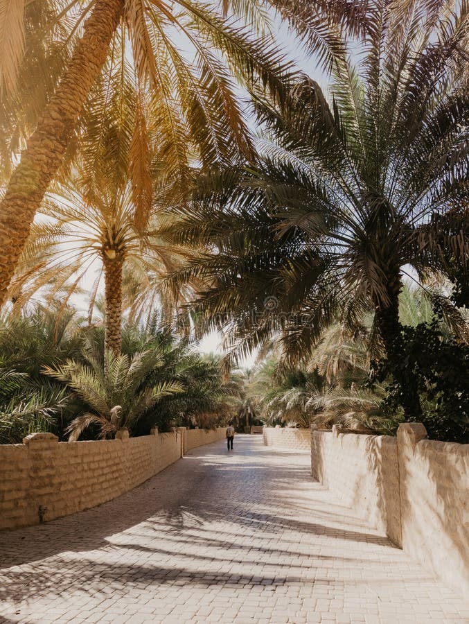 View of the Unesco Enlisted Oasis in Al Ain, UAE Stock Photo - Image of ...