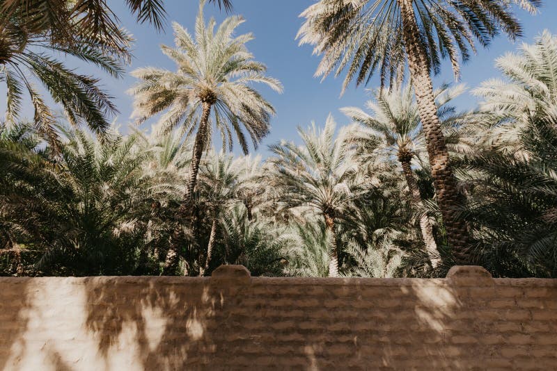 View of the Unesco Enlisted Oasis in Al Ain, UAE Stock Image - Image of ...