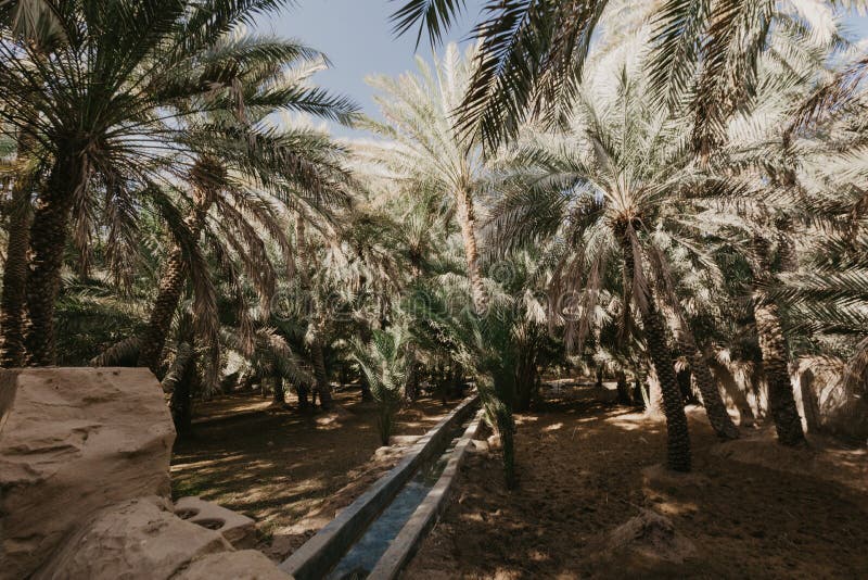 View of the Unesco Enlisted Oasis in Al Ain, UAE Stock Photo - Image of ...