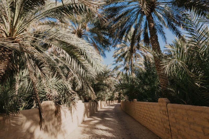 View of the Unesco Enlisted Oasis in Al Ain, UAE Stock Photo - Image of ...