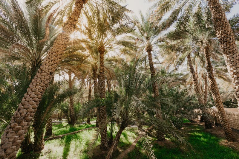 View of the Unesco Enlisted Oasis in Al Ain, UAE Stock Photo - Image of ...