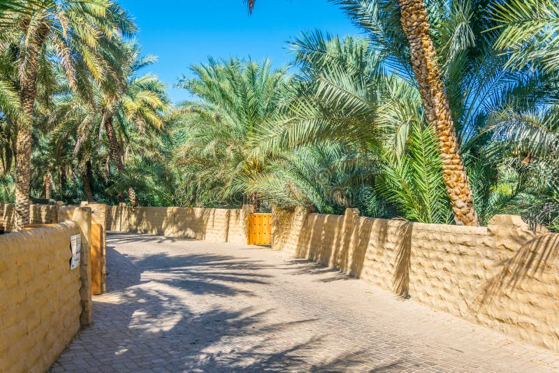 View of the Unesco Enlisted Oasis in Al Ain, UAE...IMAGE Stock Image ...
