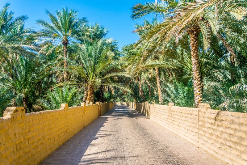 View of the Unesco Enlisted Oasis in Al Ain, UAE...IMAGE Stock Image ...