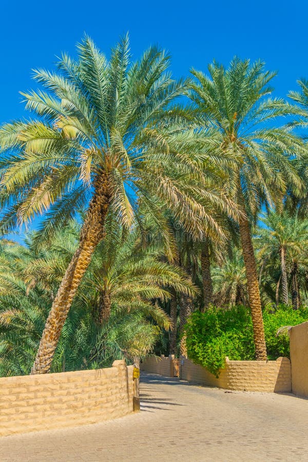 View of the Unesco Enlisted Oasis in Al Ain, UAE...IMAGE Stock Photo ...